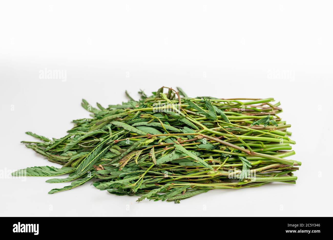 Mimosa vegetables placed on a white background Stock Photo - Alamy