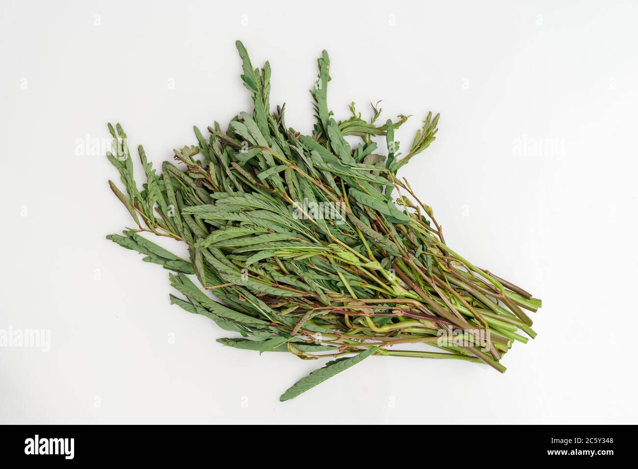 Mimosa vegetables placed on a white background Stock Photo - Alamy