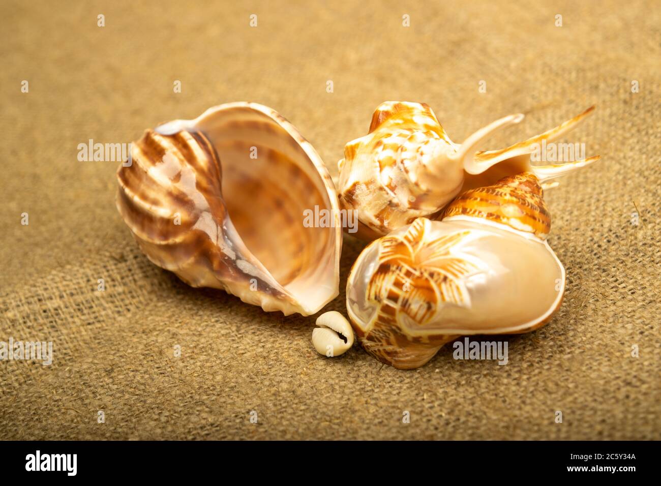 Beautiful sea shells on a wooden background. Carved sea shell. Close up ...