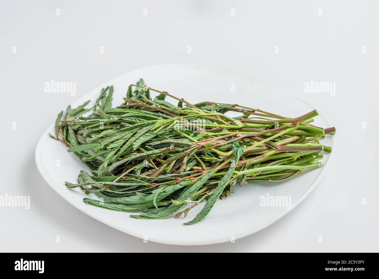 Mimosa vegetables placed on a white background Stock Photo - Alamy
