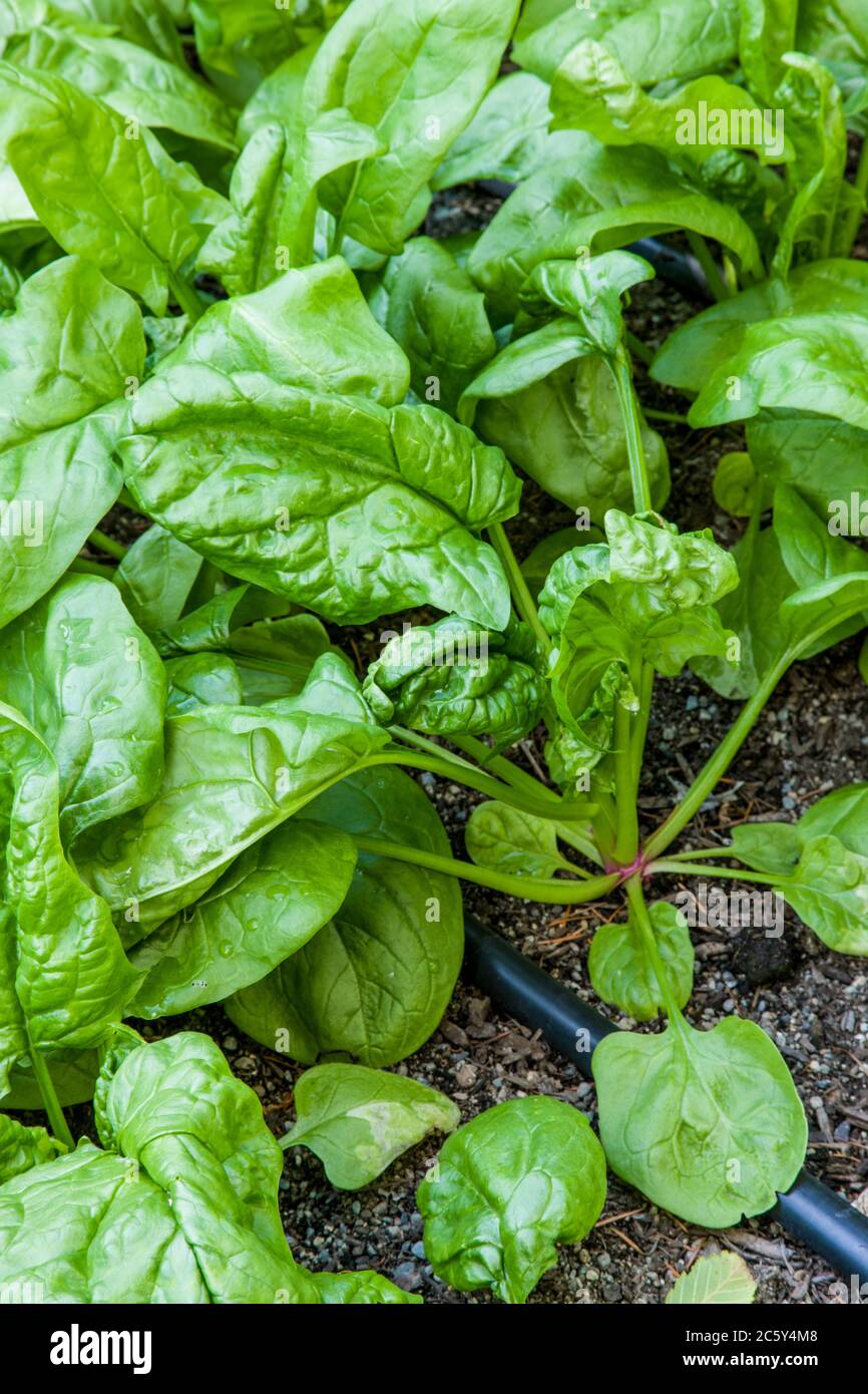Spinach spinacia oleracea hi-res stock photography and images - Alamy