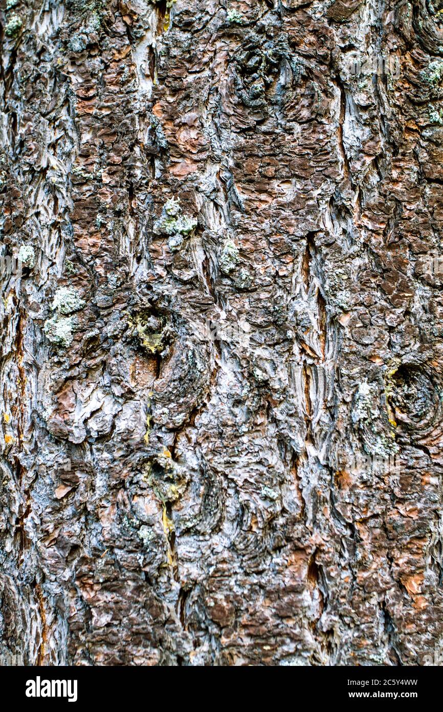 Douglas Fir tree bark in Squak Mountain State Park in Issaquah ...