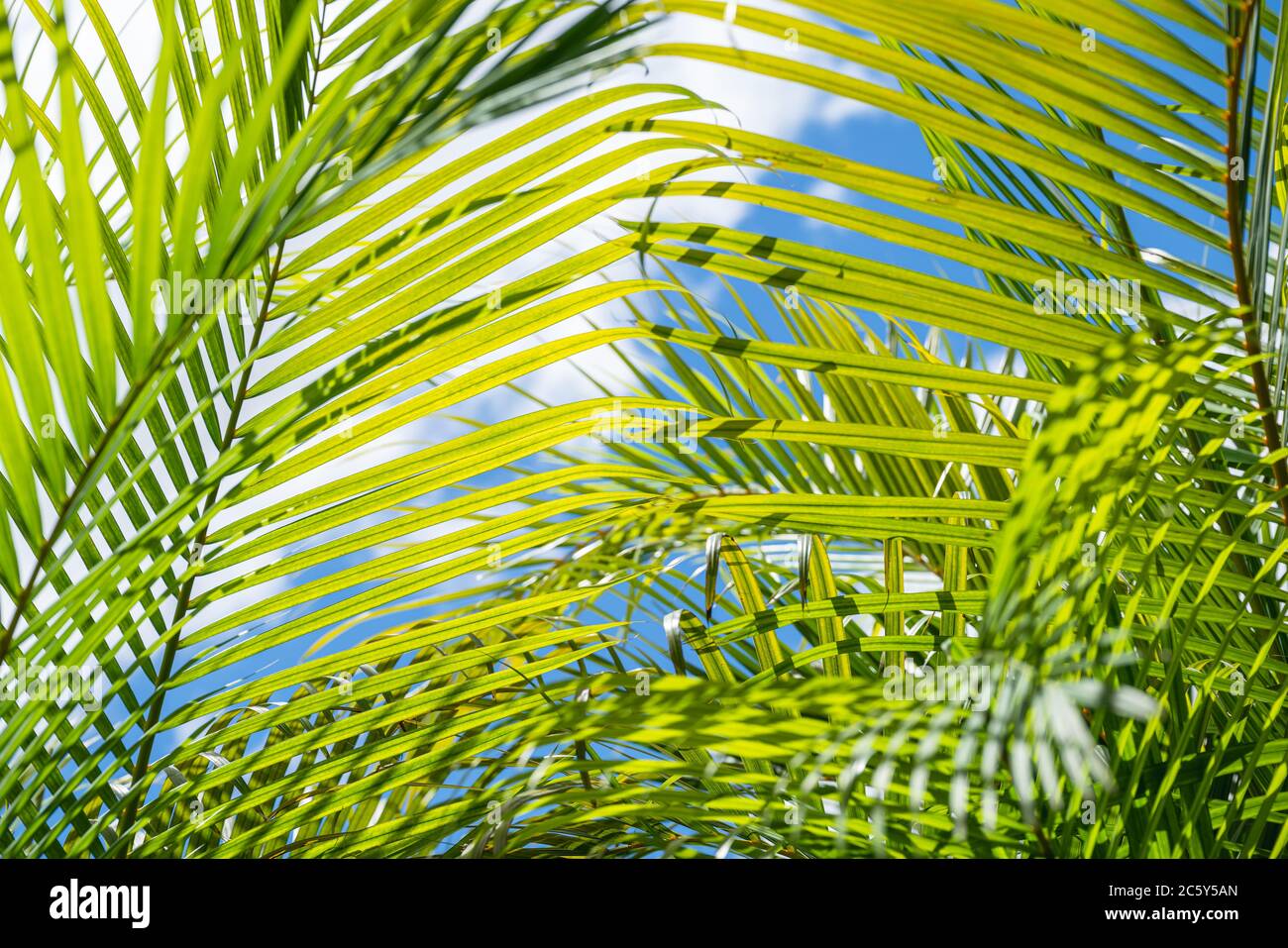 The background image of bright colored palm leaves Stock Photo - Alamy