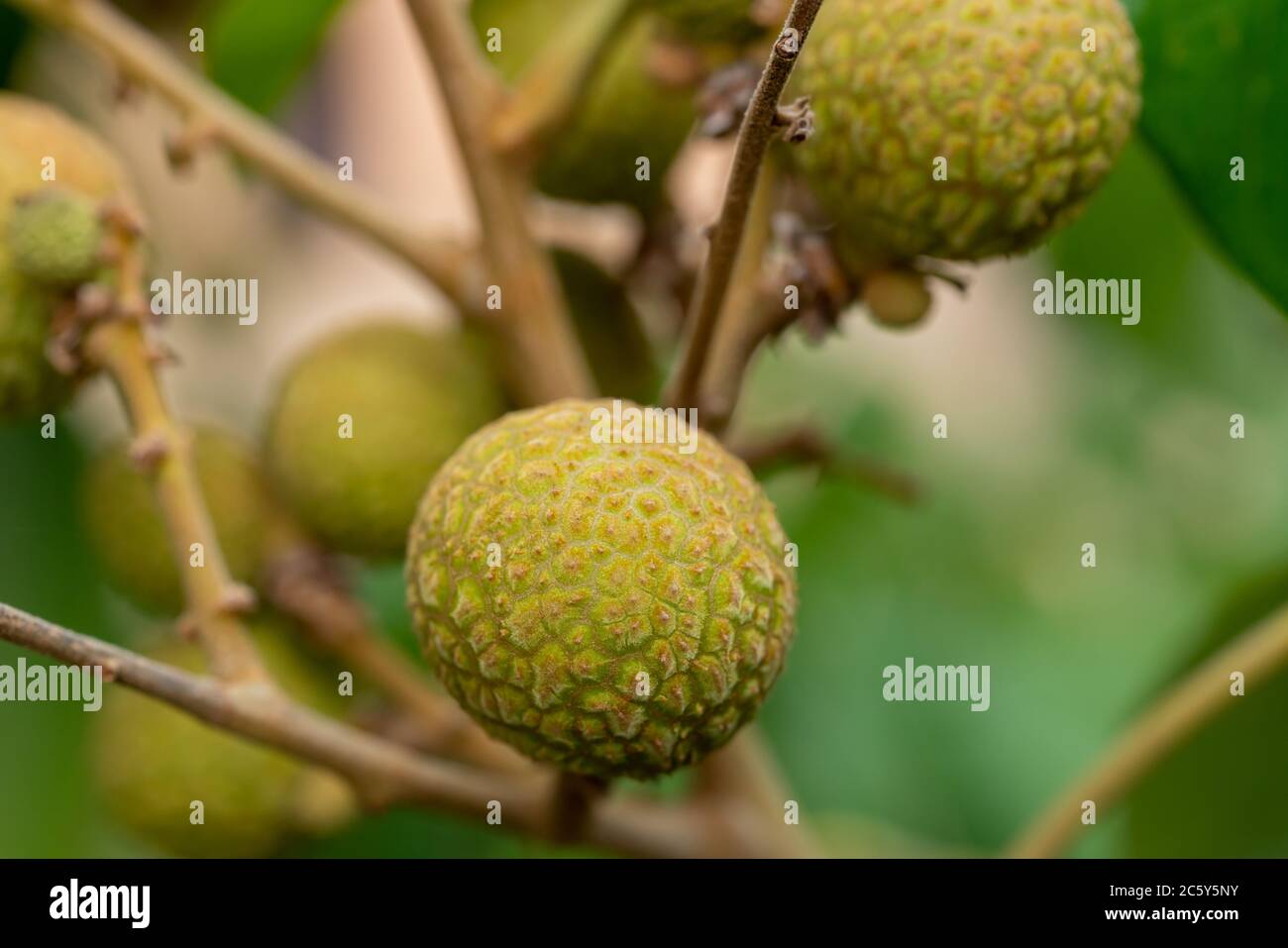The young fruit of the Lamyai tree Stock Photo - Alamy