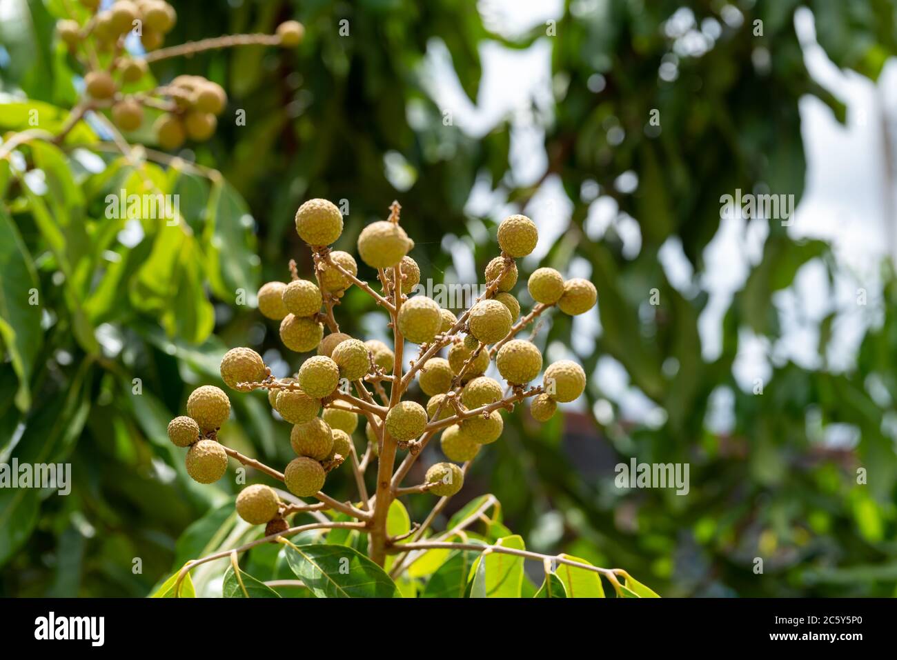 The young fruit of the Lamyai tree Stock Photo - Alamy