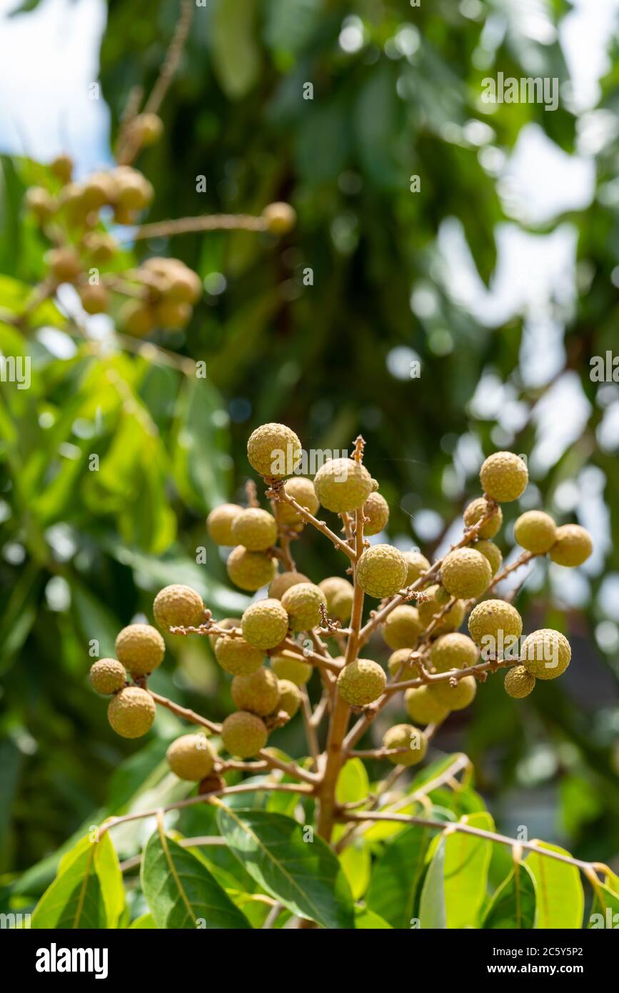 The young fruit of the Lamyai tree Stock Photo - Alamy