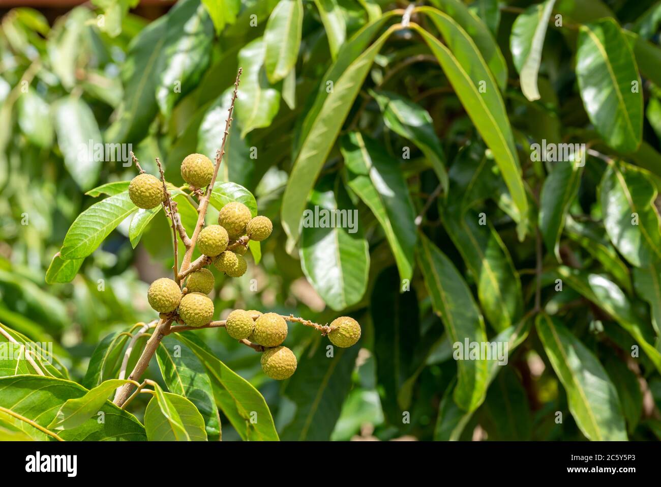 The young fruit of the Lamyai tree Stock Photo - Alamy