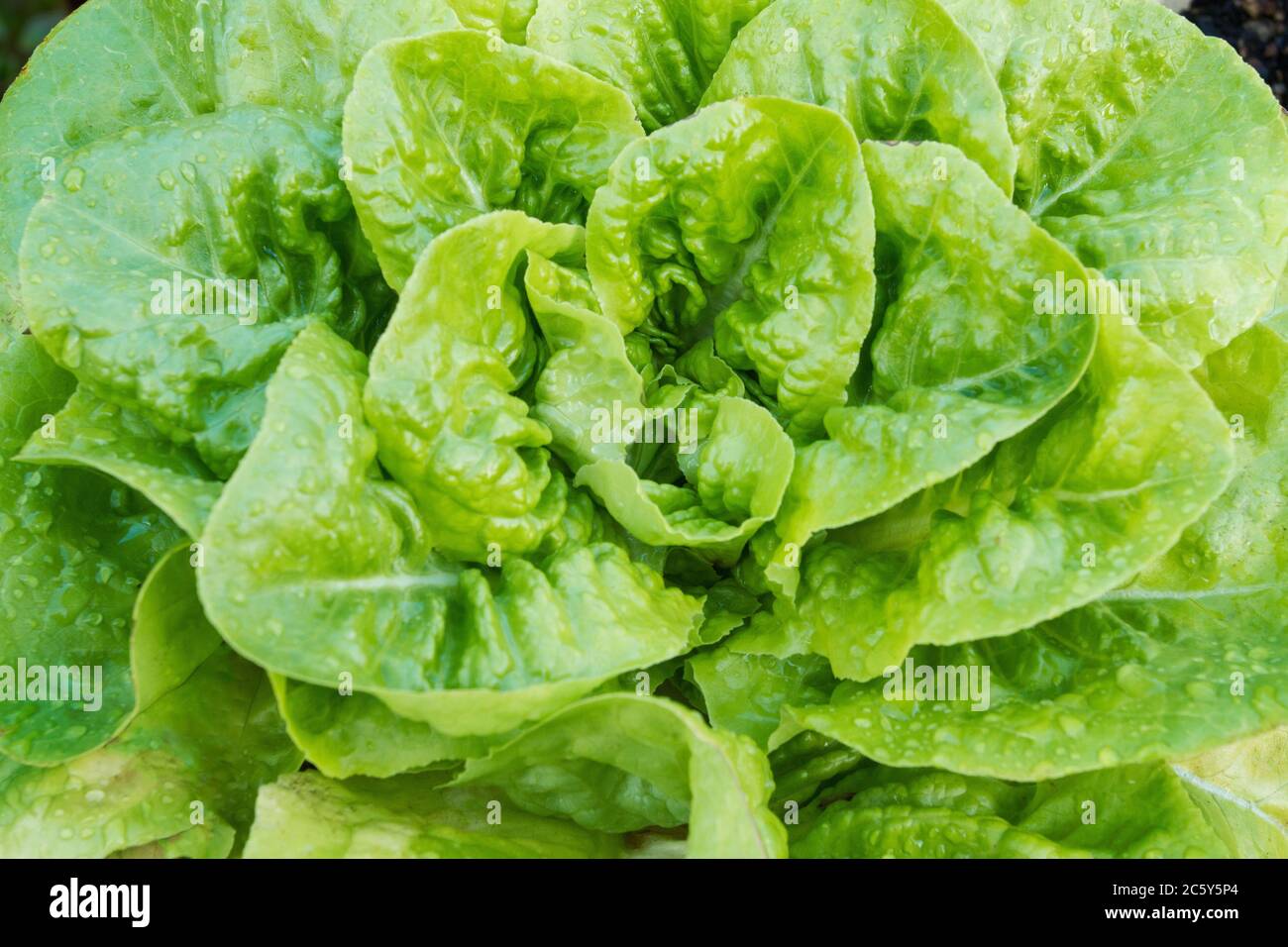 Little gem lettuce growing hi-res stock photography and images - Alamy