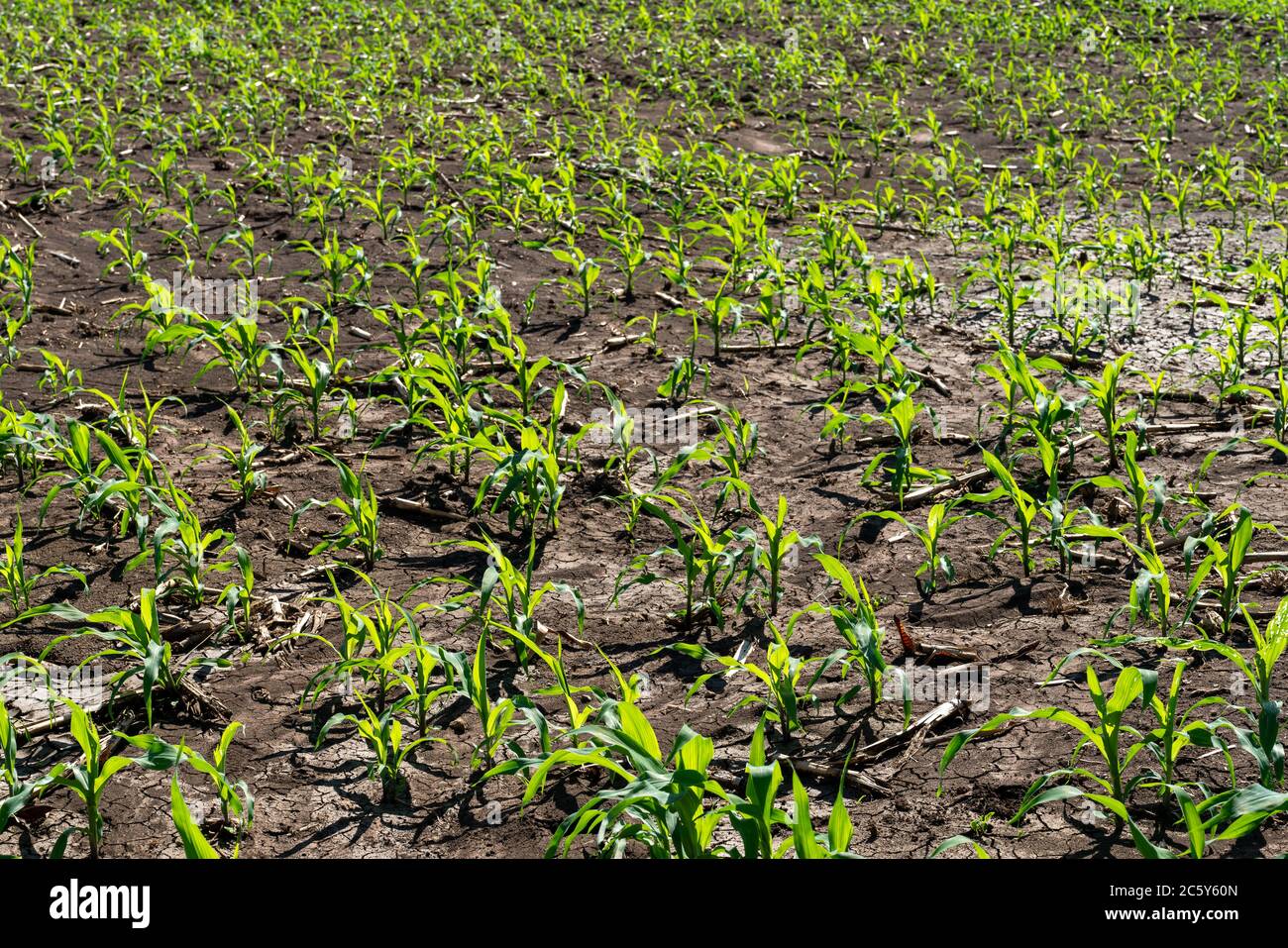 Corn plant in a newly grown farm Stock Photo - Alamy