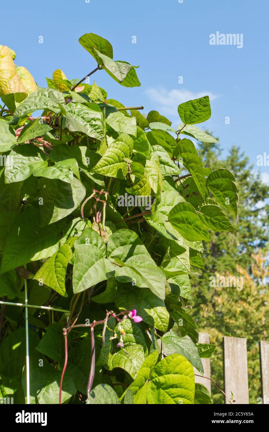Bean stringless climbing hi-res stock photography and images - Alamy