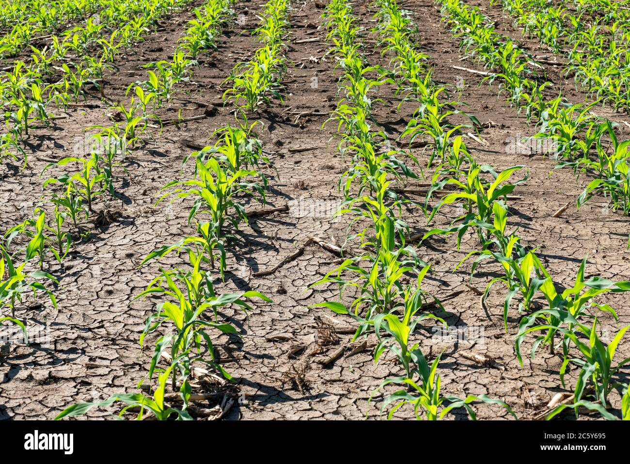 Corn plant in a newly grown farm Stock Photo - Alamy