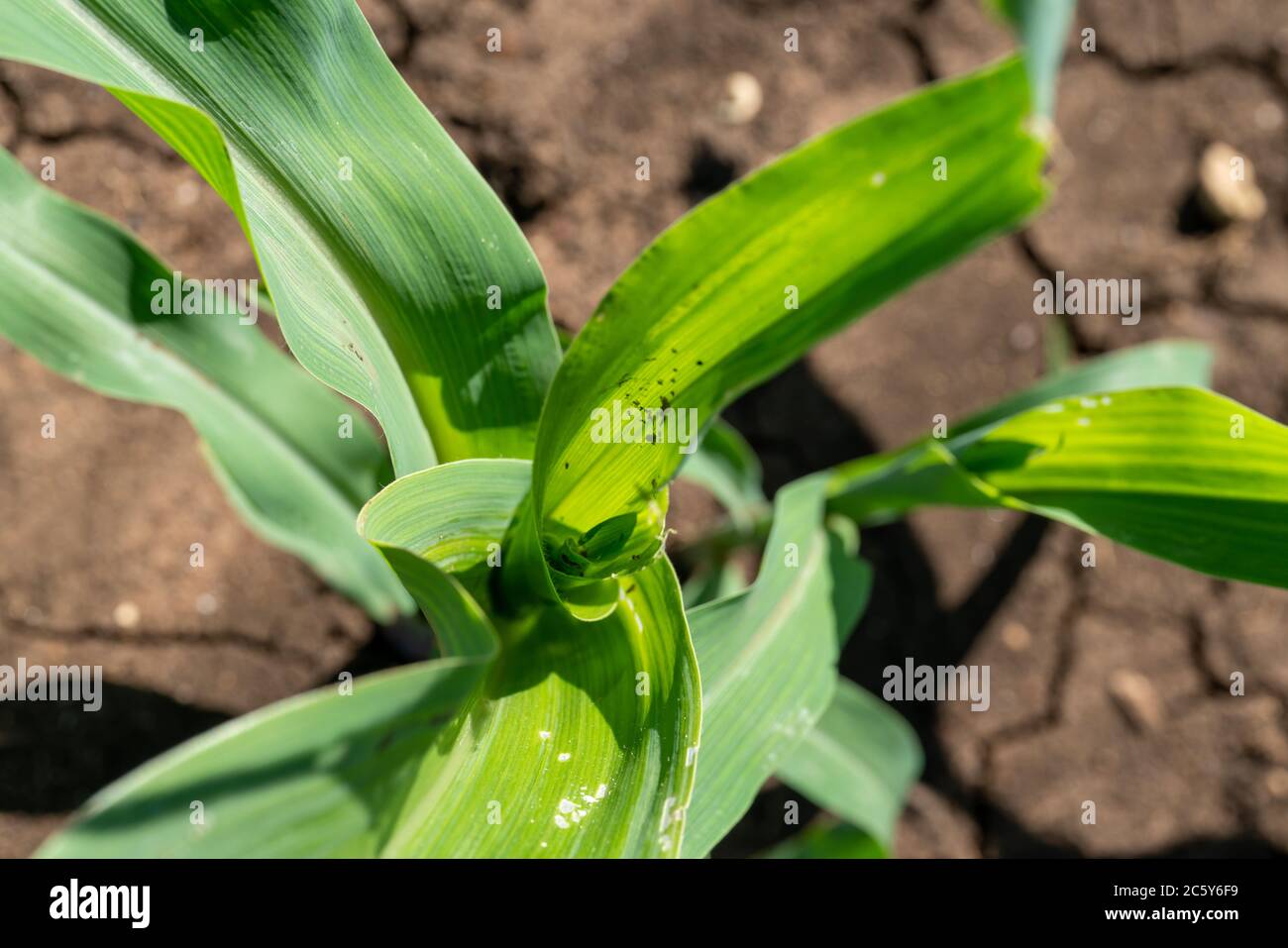 Corn plant in a newly grown farm Stock Photo - Alamy