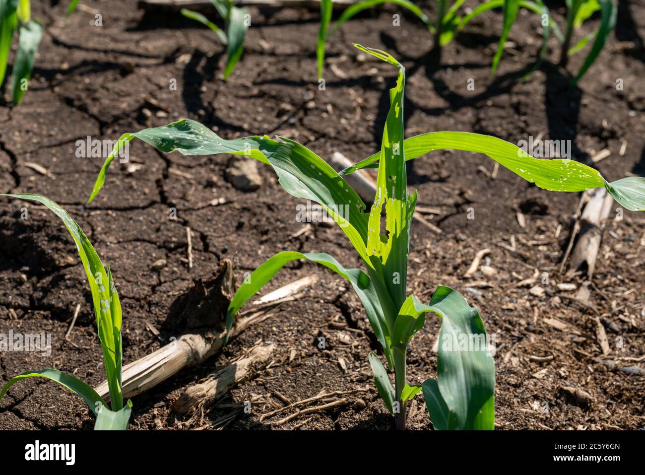 Corn plant in a newly grown farm Stock Photo - Alamy