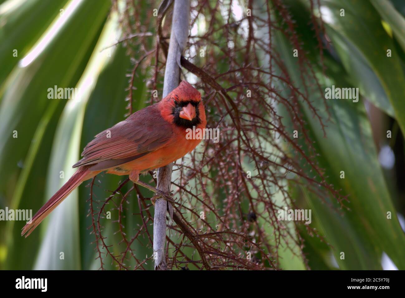 Cardinal bird isolated hi-res stock photography and images - Alamy