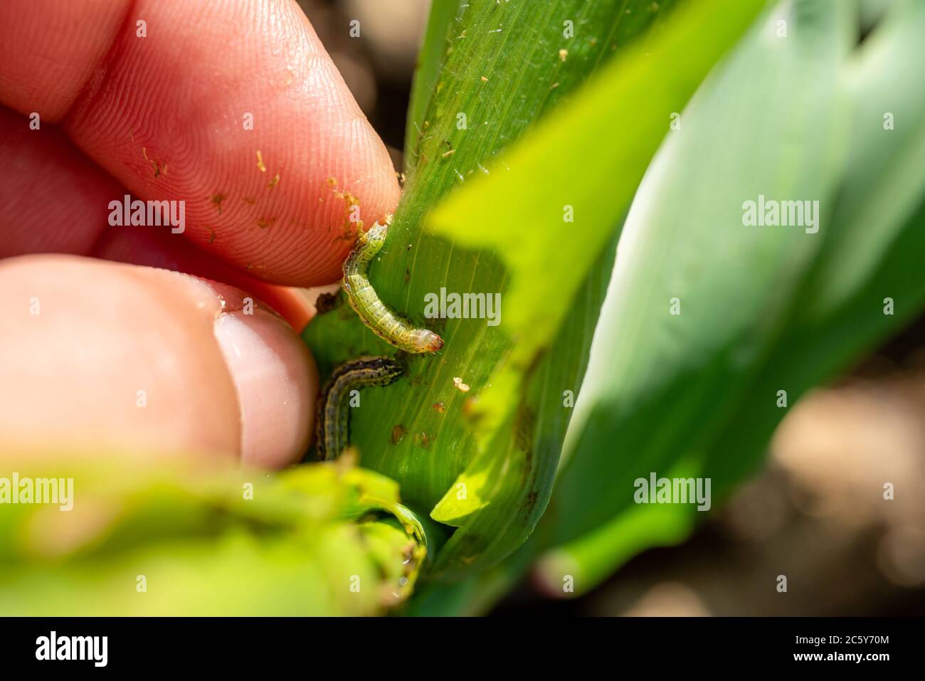 Fall armyworm Spodoptera frugiperda (Smith 1797) in damaged corn shoot ...