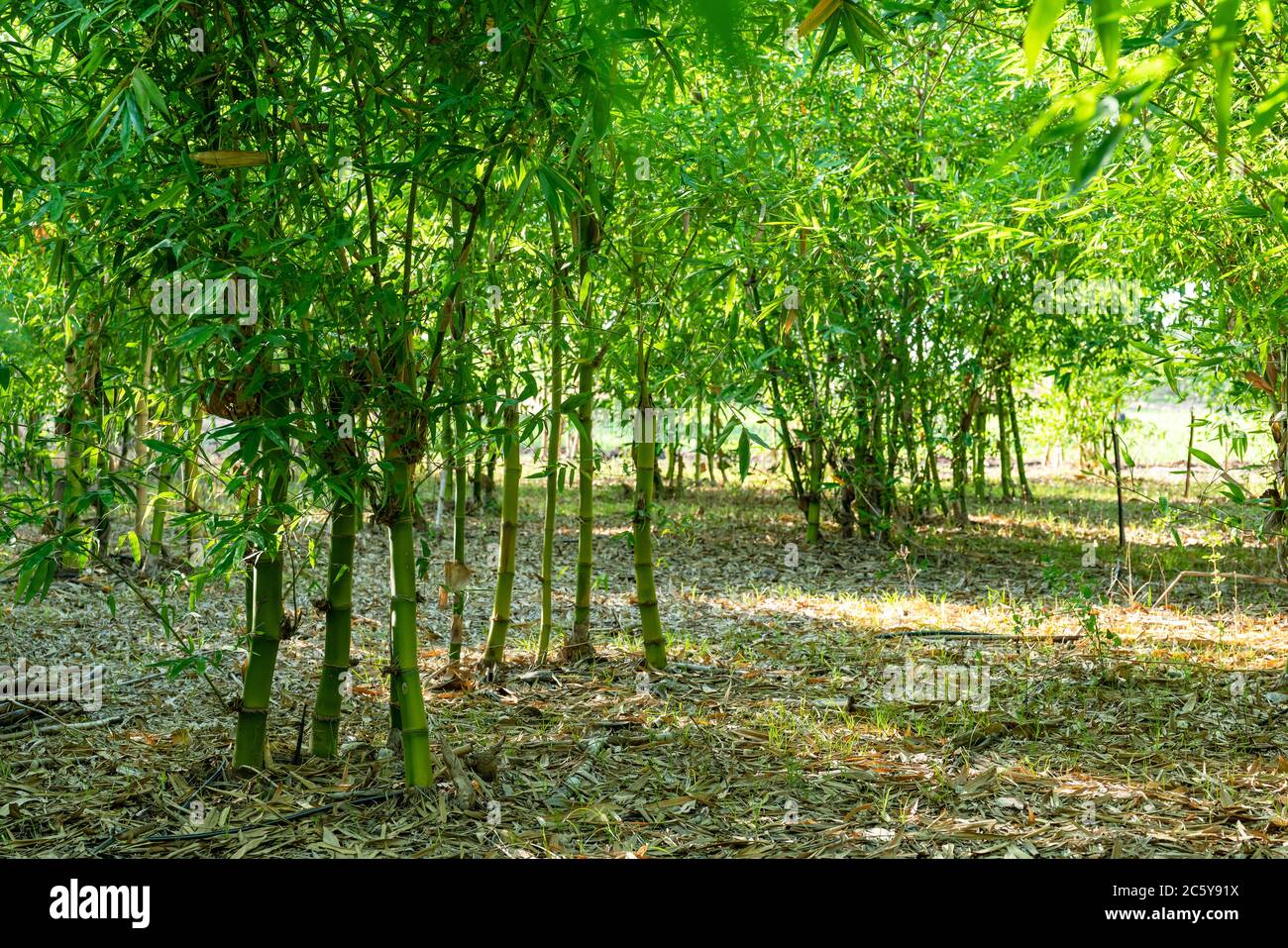 Green bamboo garden panoramic photo, planted to eat trees Stock Photo ...