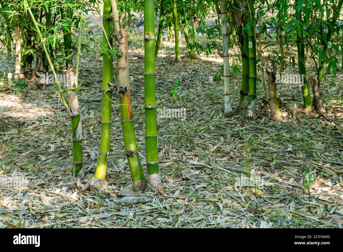 Green bamboo garden panoramic photo, planted to eat trees Stock Photo ...