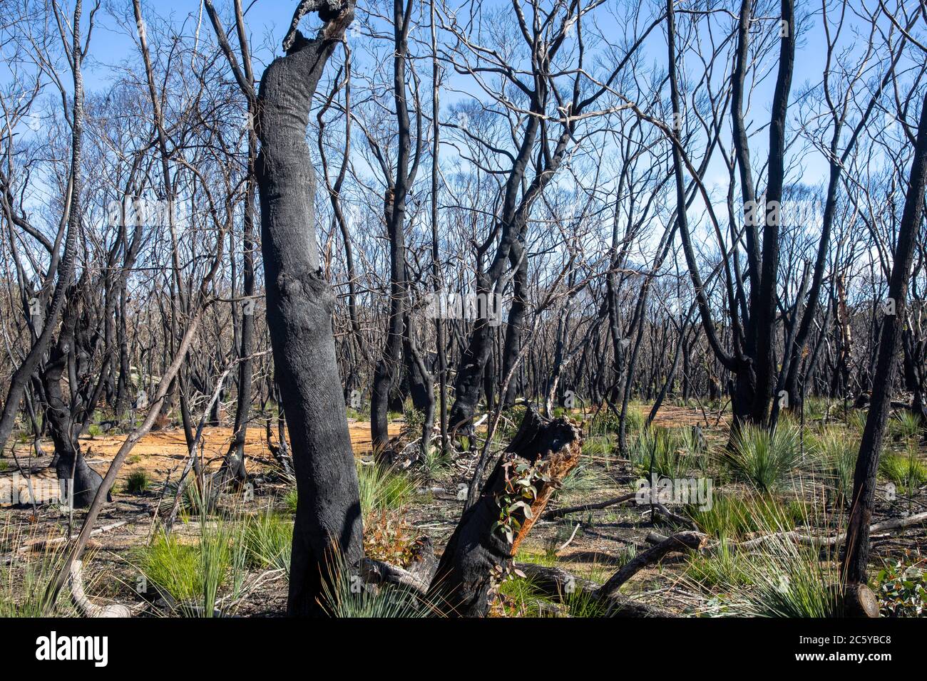 Australian 2020 bushfires damaged large parts of the blue mountains ...