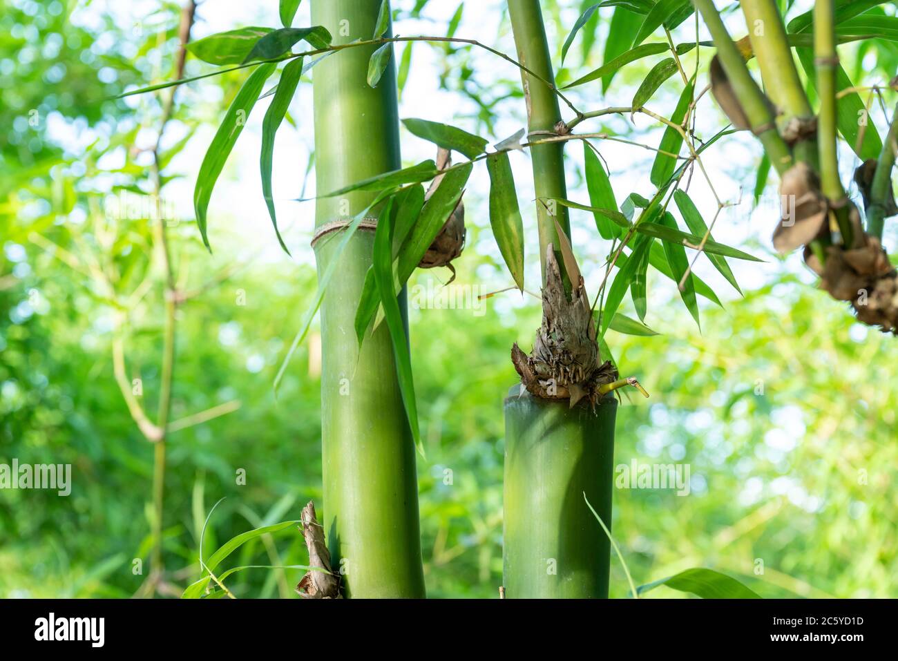 Green bamboo garden panoramic photo, planted to eat trees Stock Photo ...