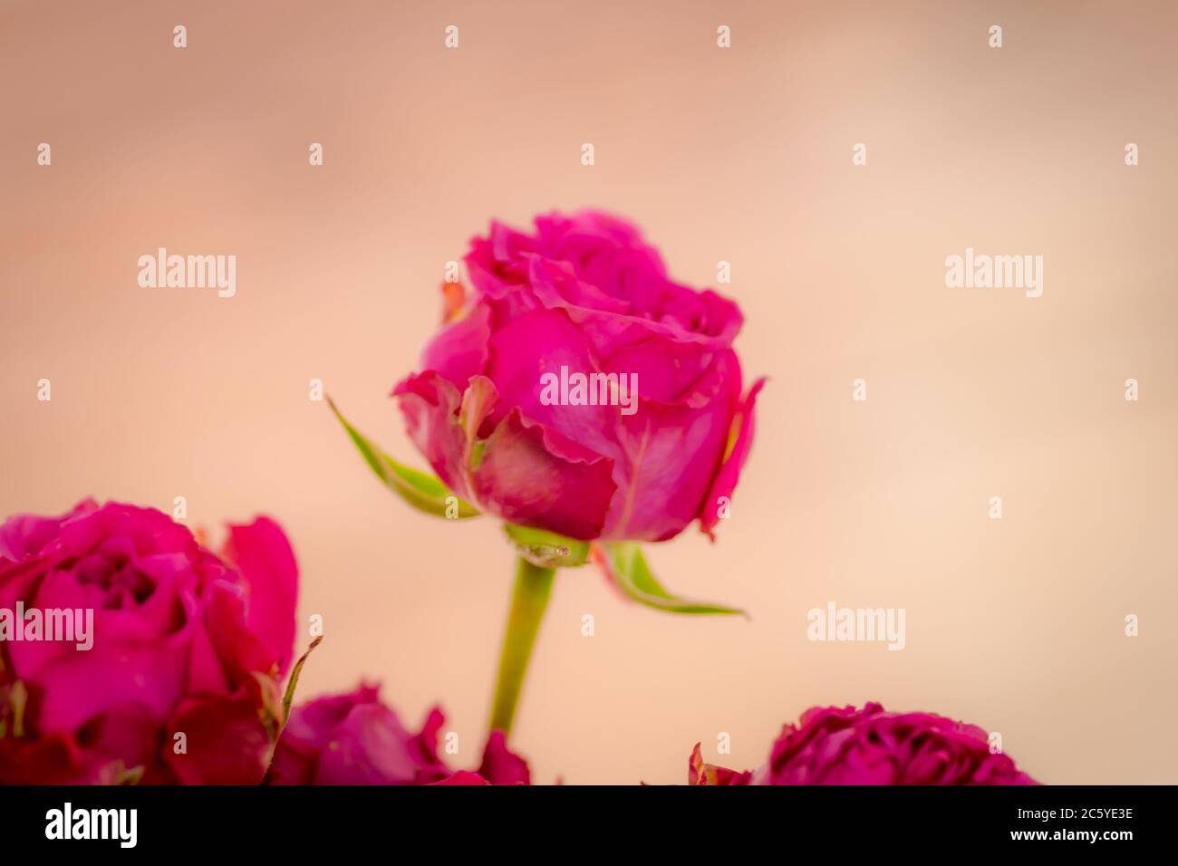 Close up of a bouquet of Classic Sensation spray roses variety, studio ...