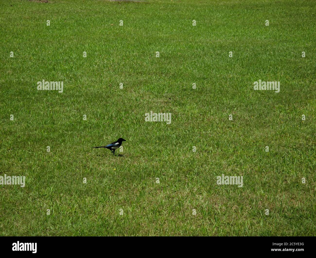 A eurasian magpie, also known as common magpie. Pica pica. Black-billed ...