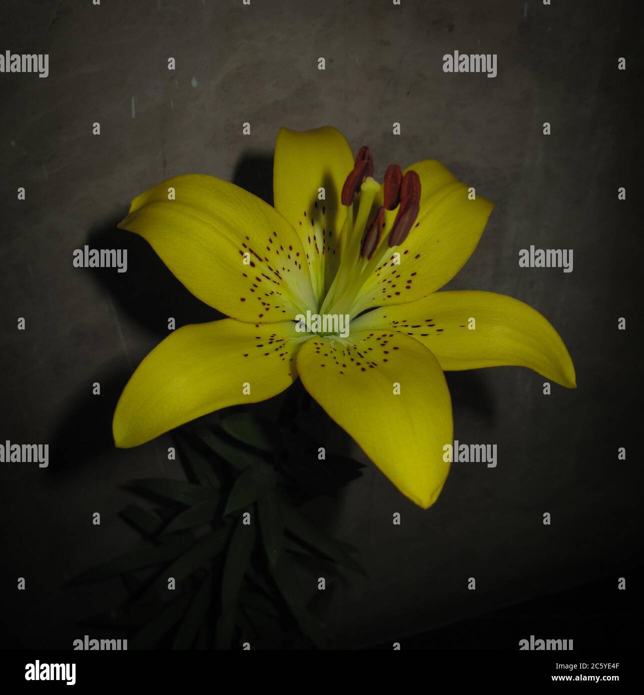 Lilium yellow flower in summer. Branch of flower Hemerocallis also ...