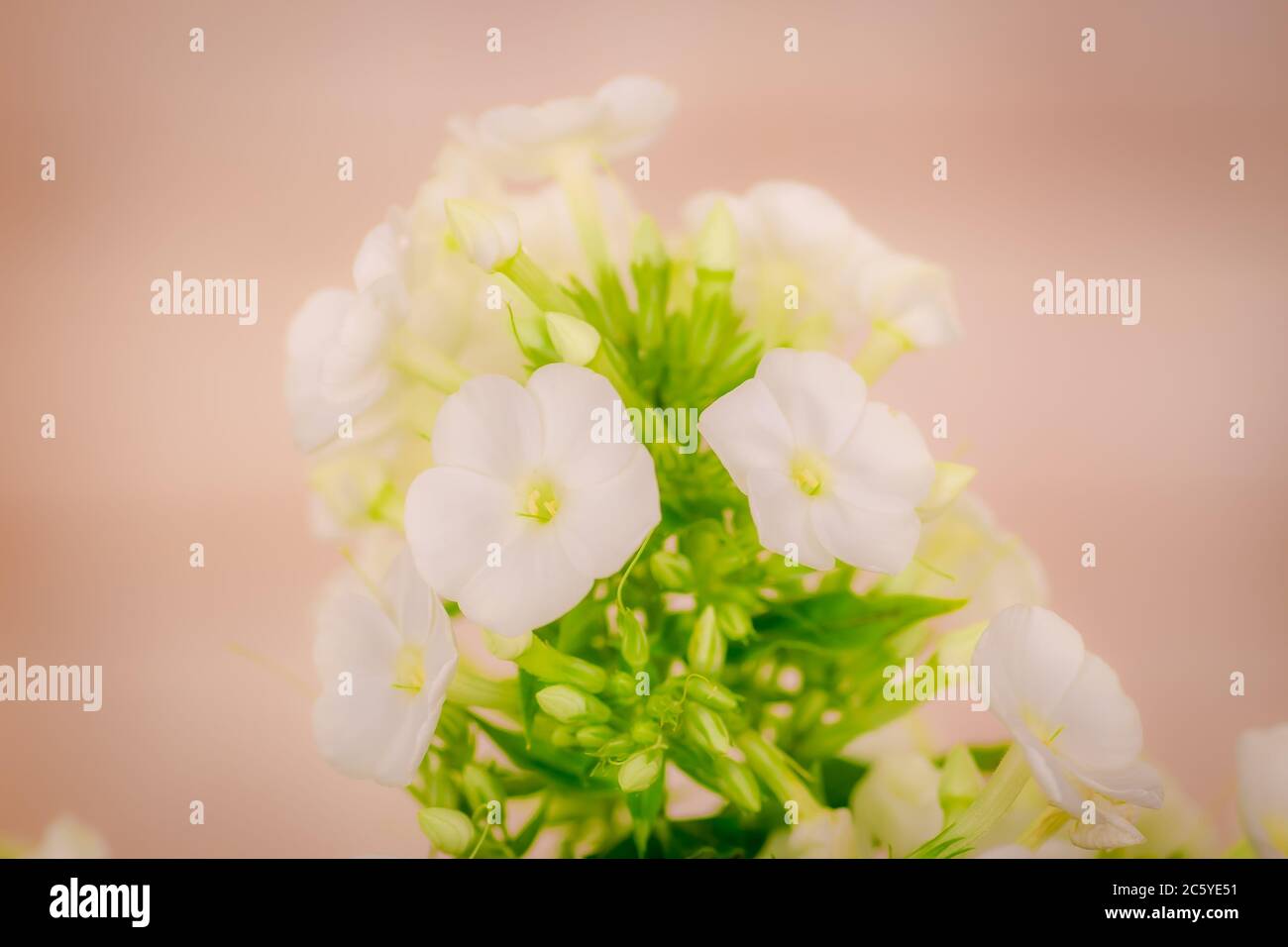 Close up of a bouquet of Phlox Ice Cap Summer Flowers variety, studio ...