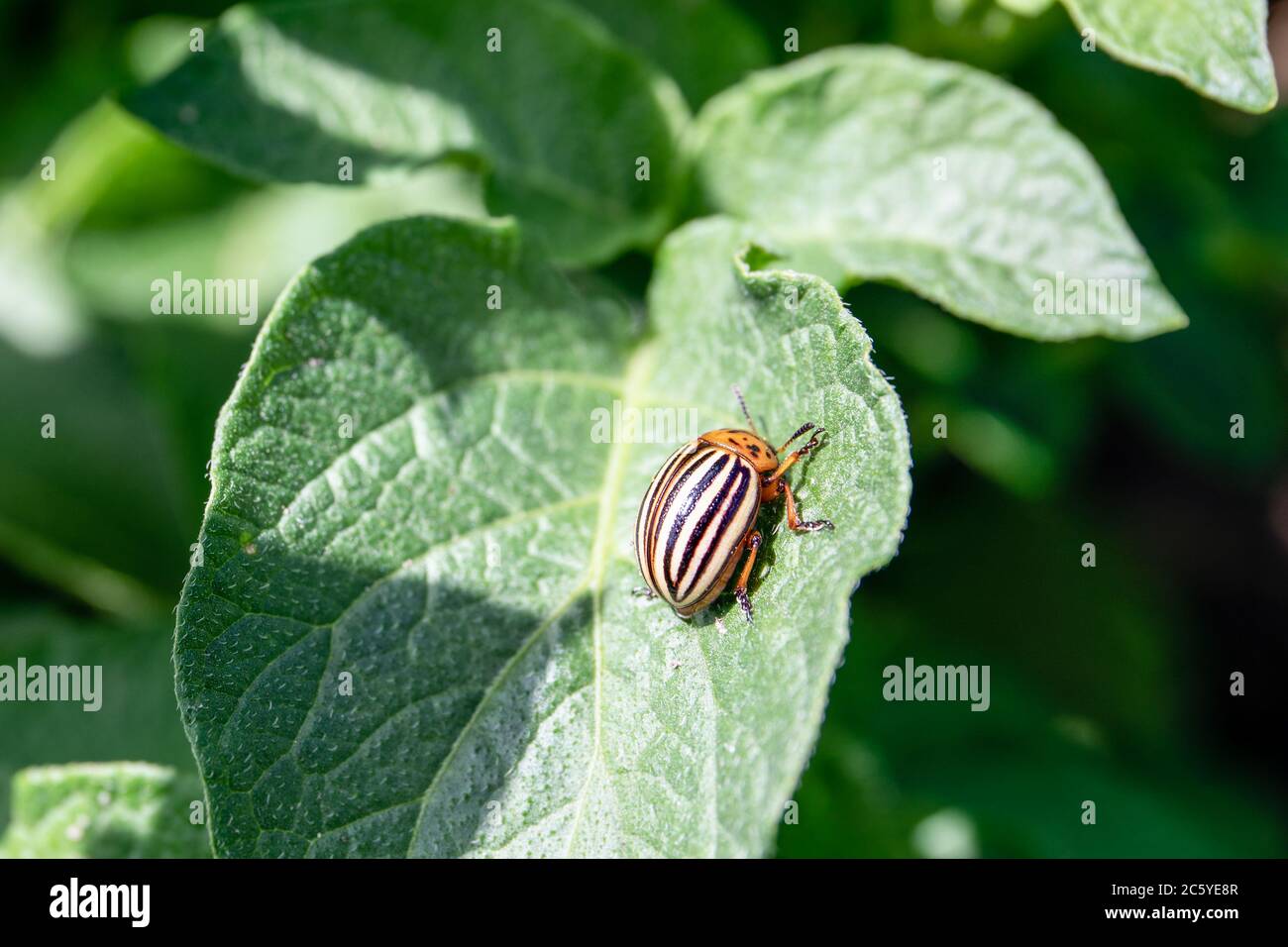 Colorado beetle on potato leaf. Bug feed on leaves and can completely ...