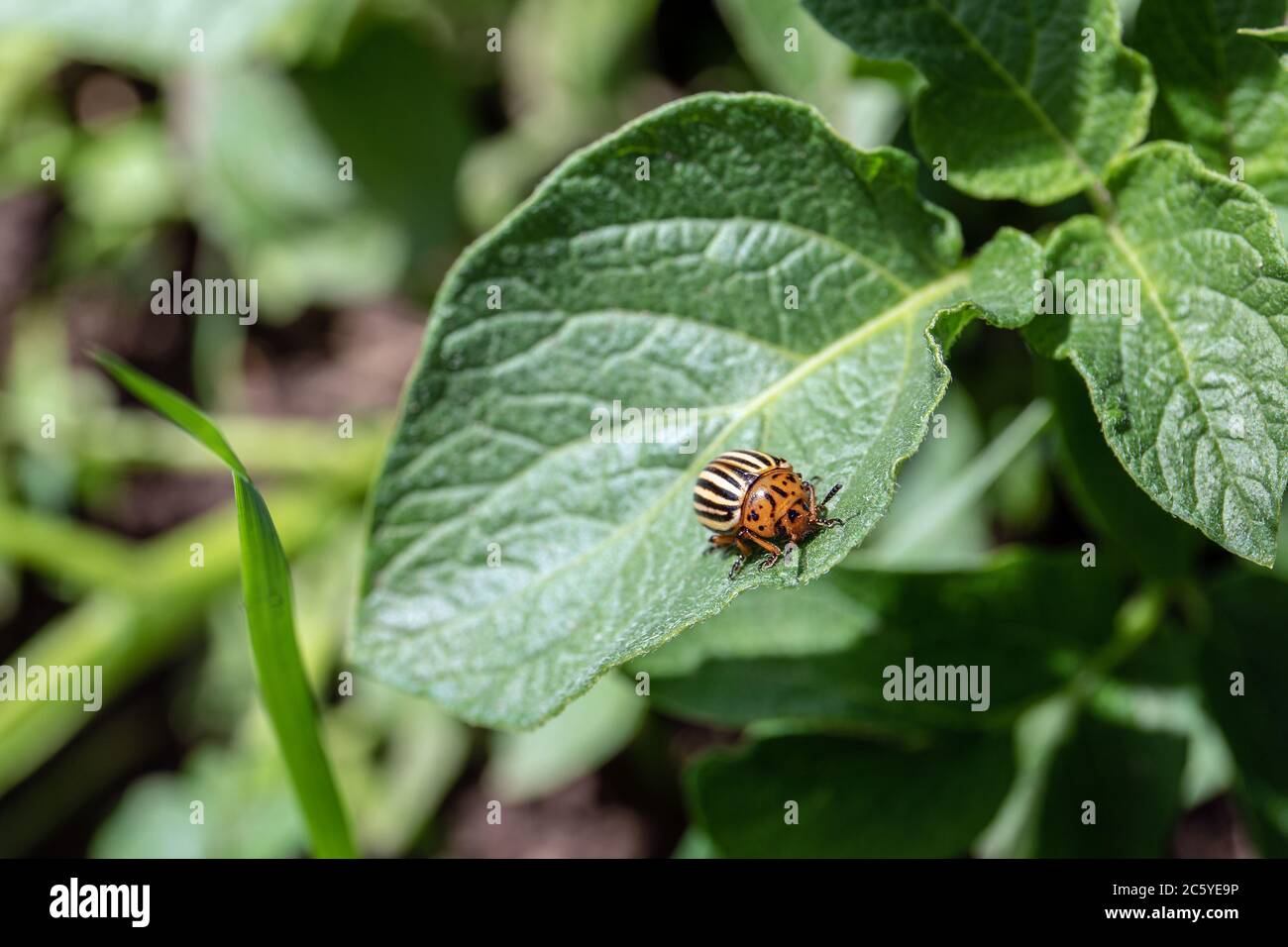 Colorado beetle on potato leaf. Bug feed on leaves and can completely ...