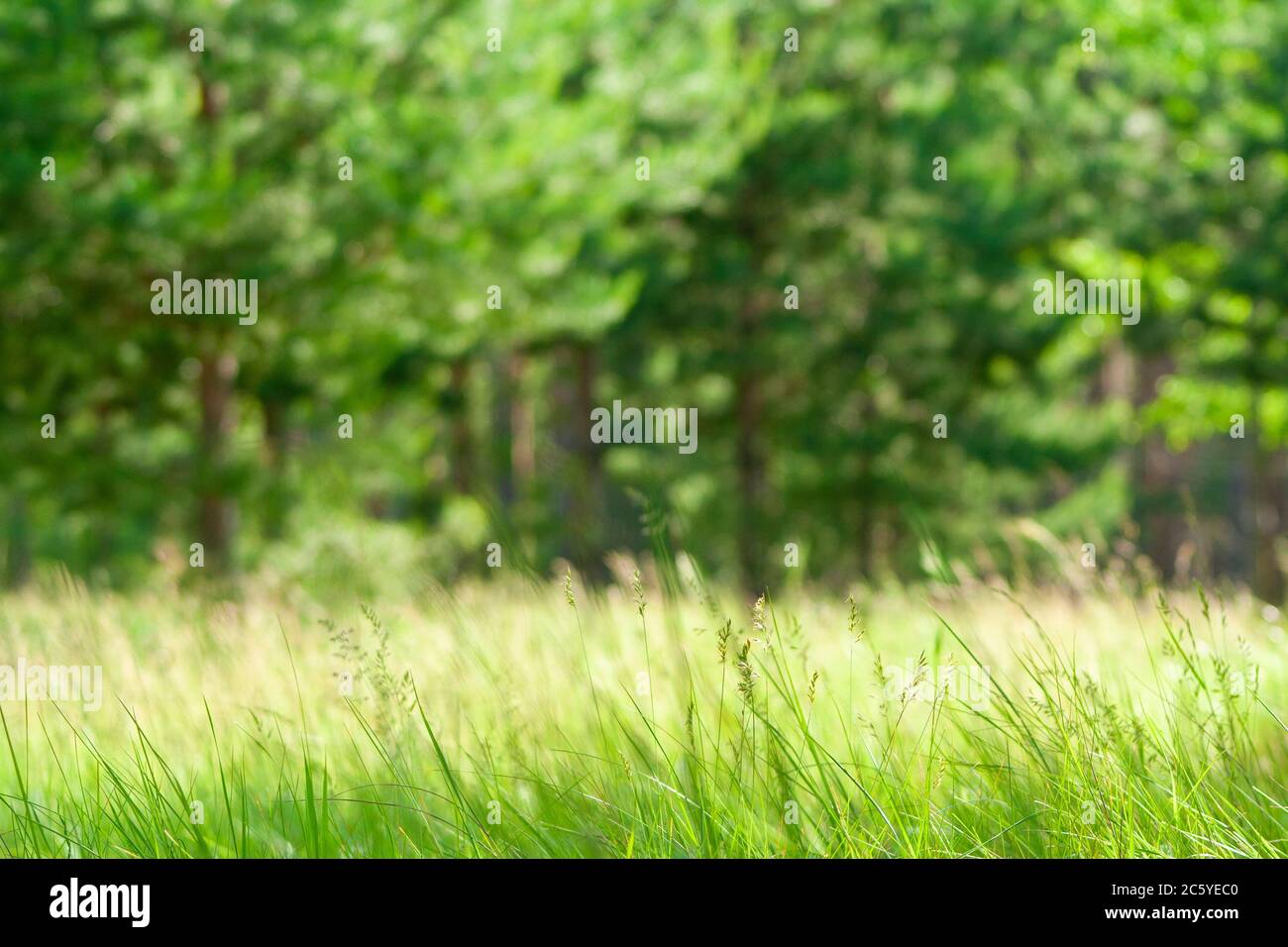 Beautiful green grass hi-res stock photography and images - Alamy