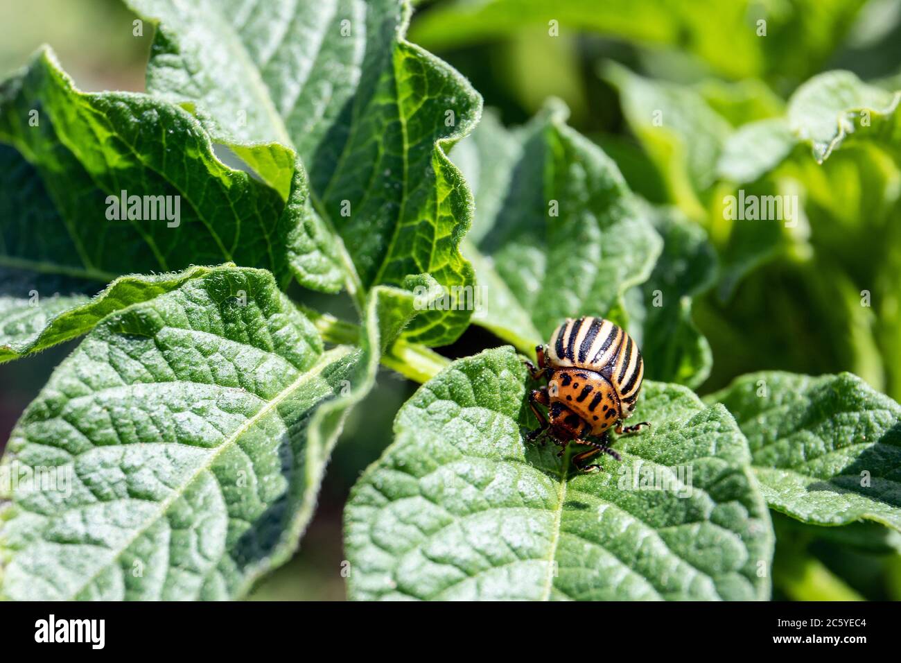 Colorado beetle on potato leaf. Bug feed on leaves and can completely ...