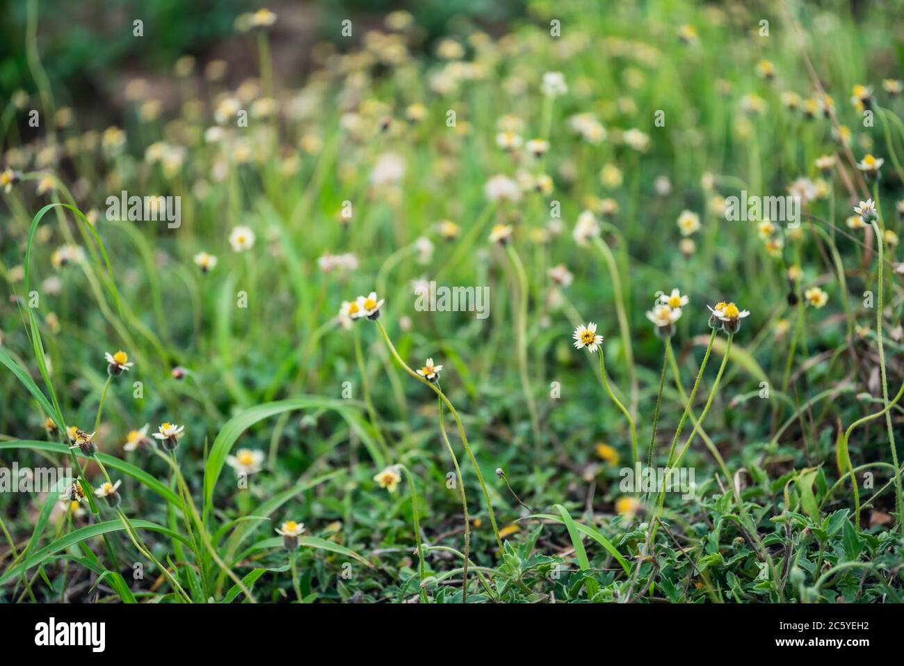 The flowers on the roadside that bloom beautifully Stock Photo - Alamy