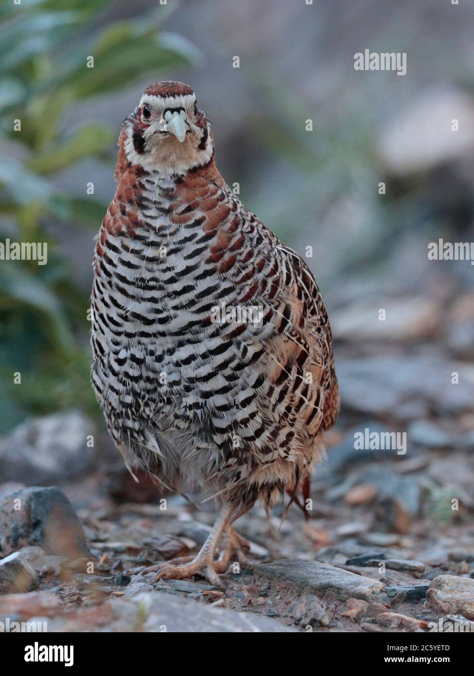 Tibetan partridge perdix hodgsoniae adult hi-res stock photography and ...