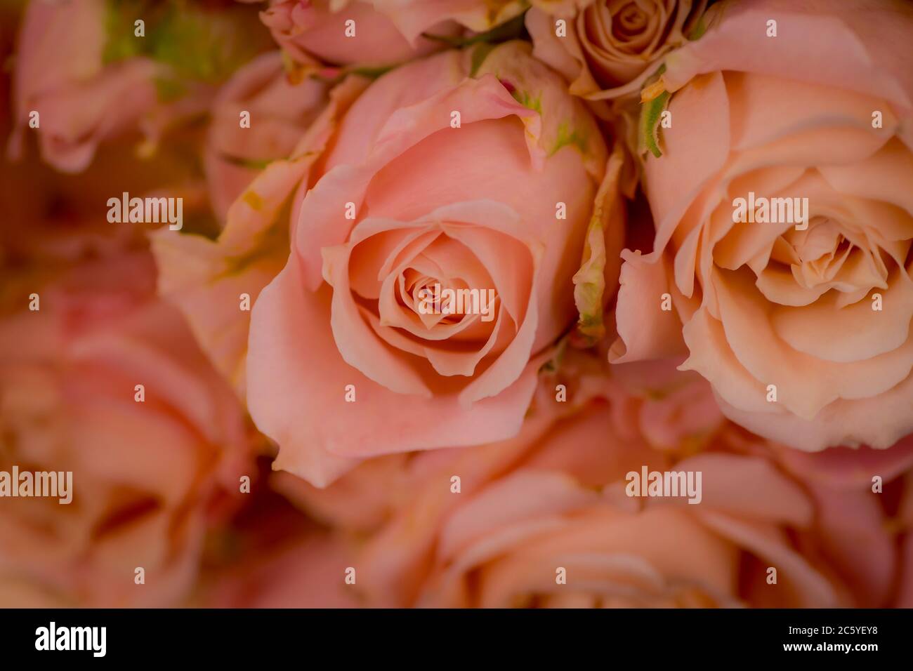 Close up of a bouquet of SAHARA SENSATION roses variety, studio shot ...