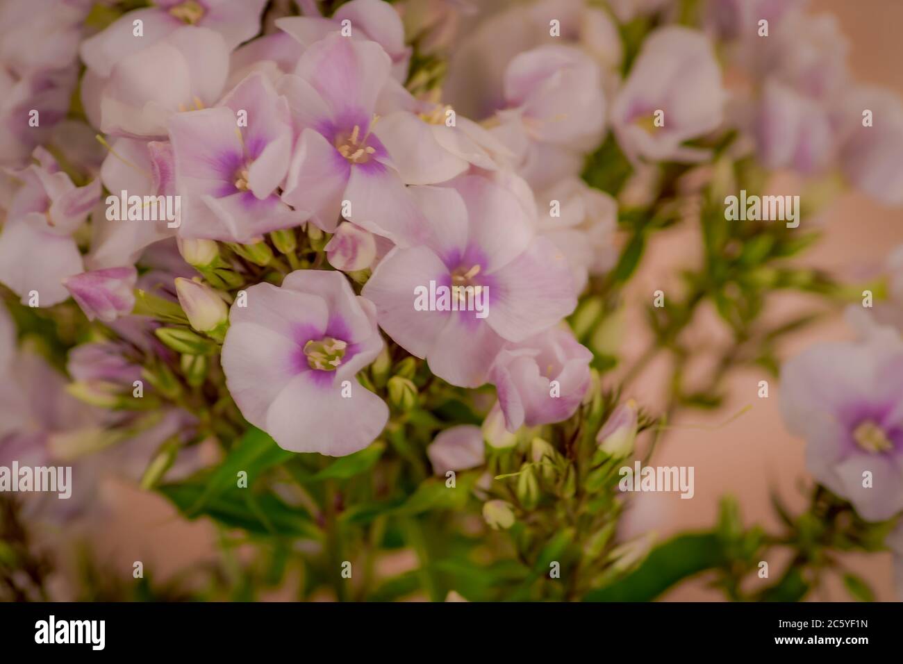 Miss marple hi-res stock photography and images - Alamy