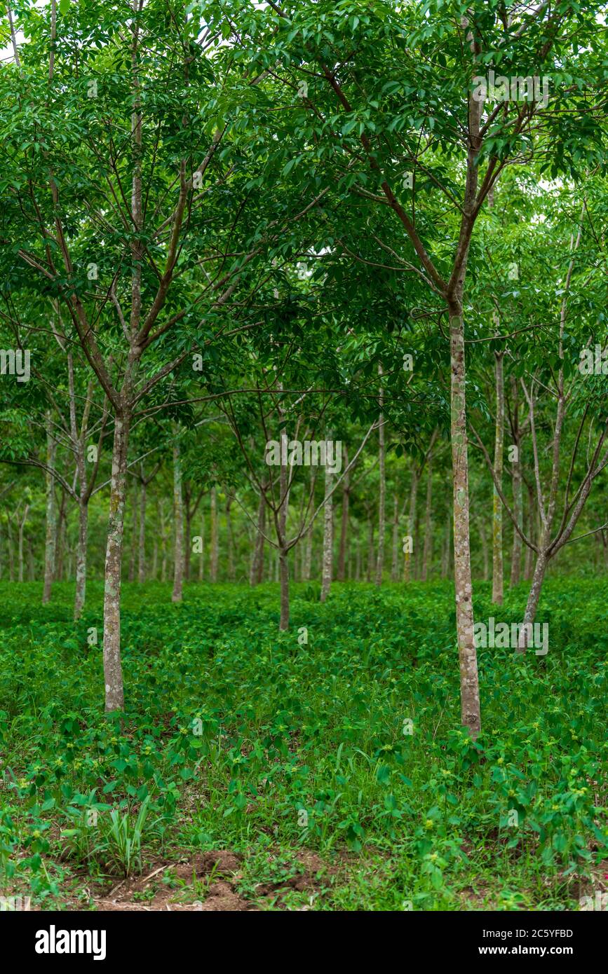 Rubber tree amazon hi-res stock photography and images - Alamy