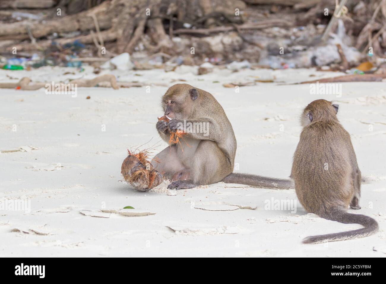 Monkey macaques in the Monkey Forest in Lombok eating a coconu Stock ...