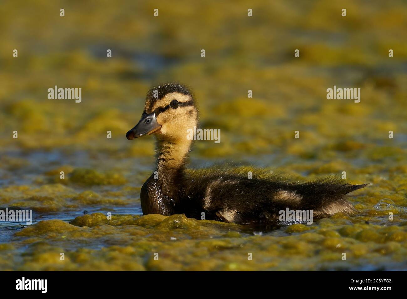 Juvenile mallard hi-res stock photography and images - Alamy