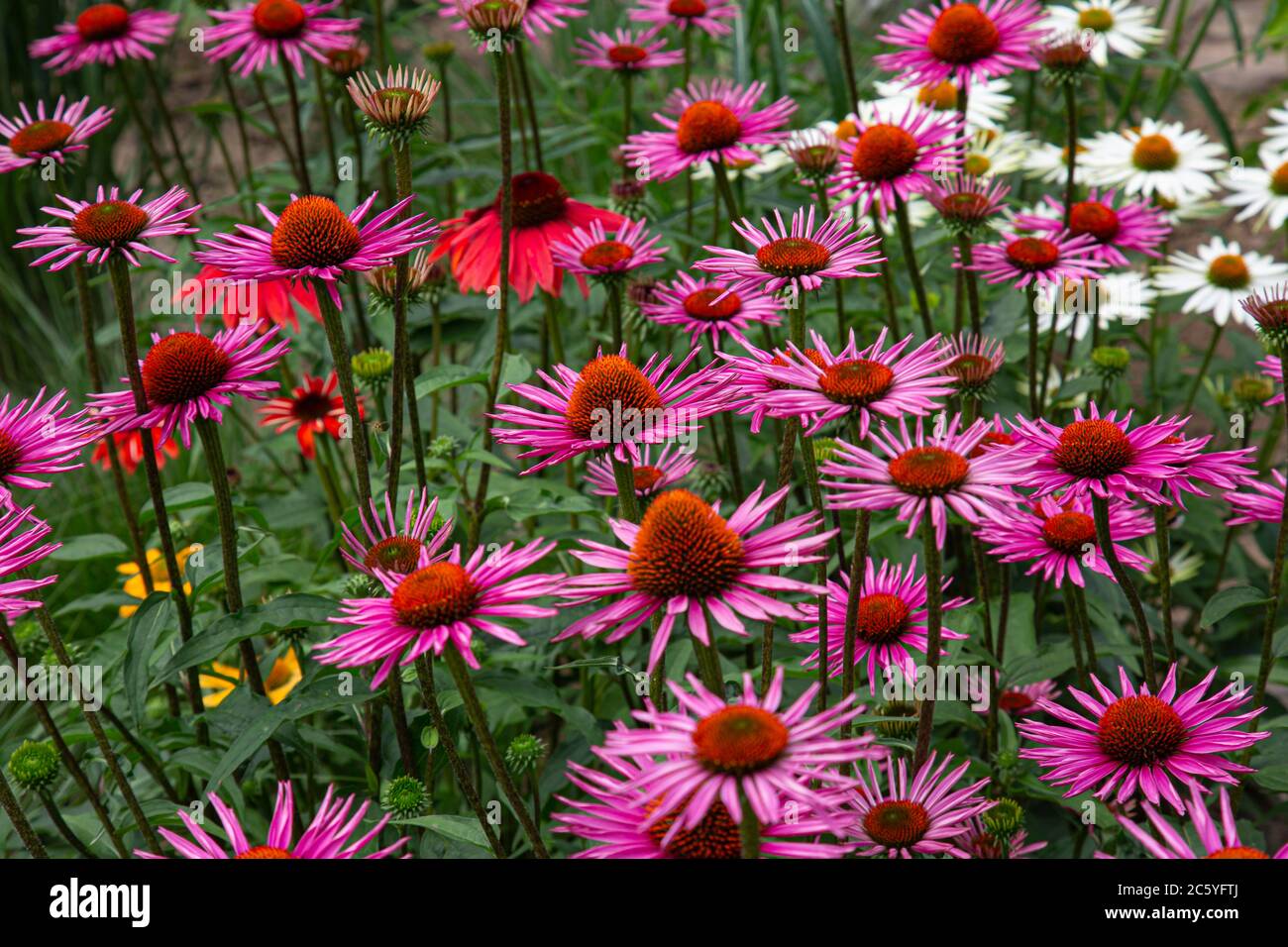 coneflowers (Echinacea) in different colours Stock Photo - Alamy