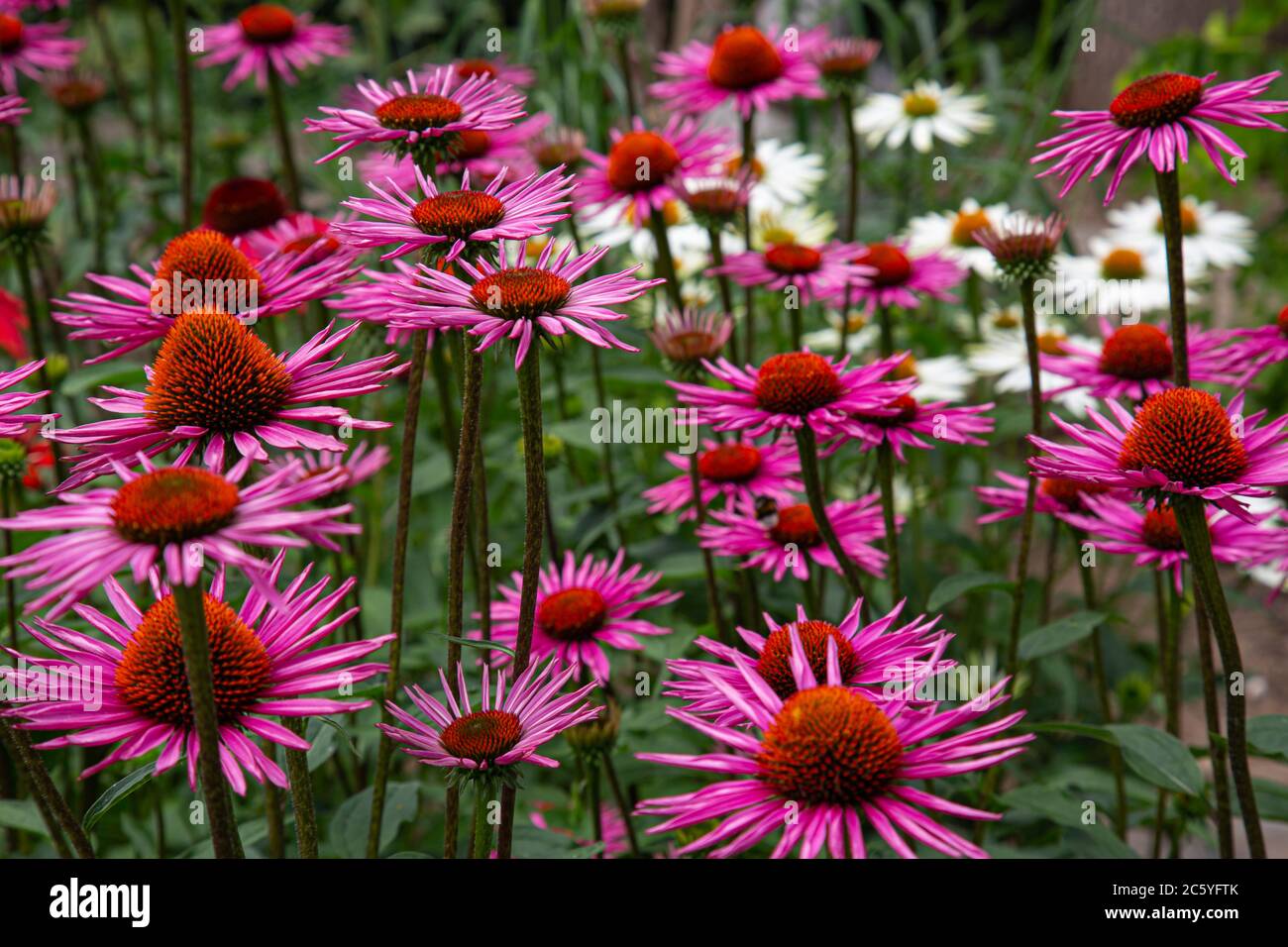 coneflowers (Echinacea) in different colours Stock Photo - Alamy