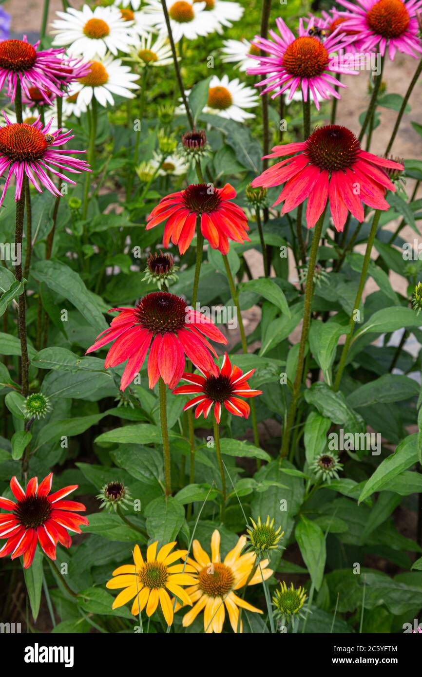 coneflowers (Echinacea) in different colours Stock Photo - Alamy
