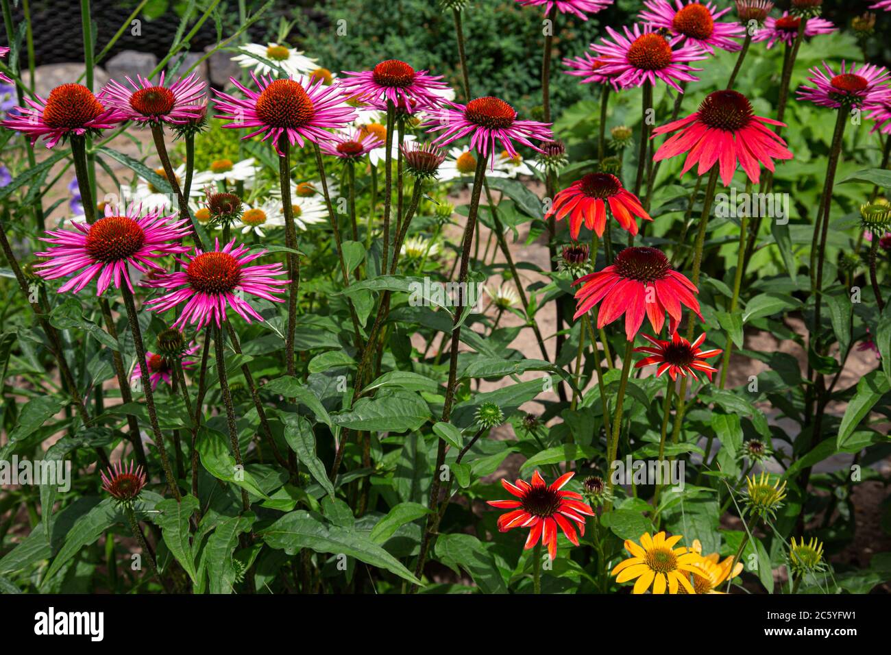 coneflowers (Echinacea) in different colours Stock Photo - Alamy