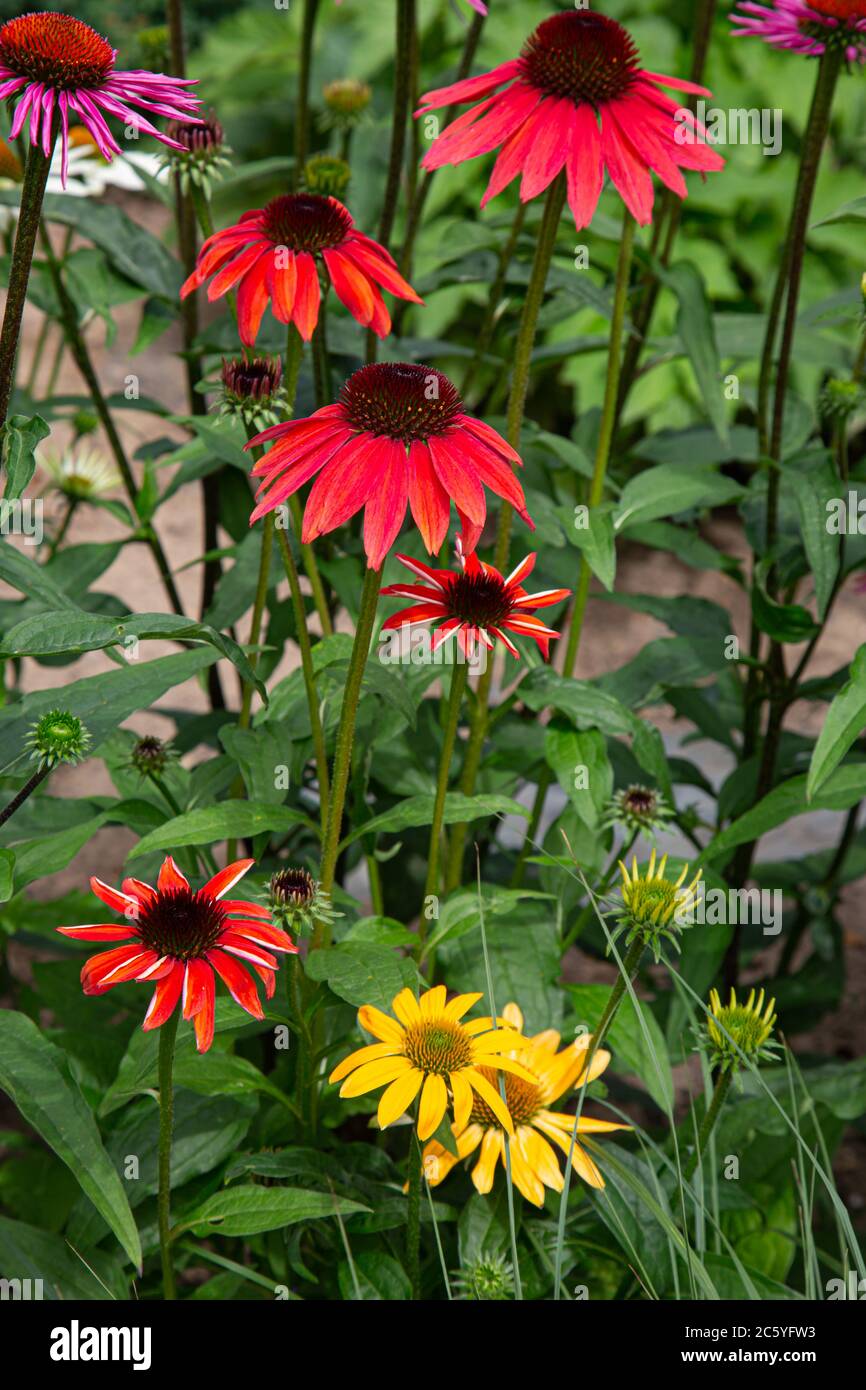 coneflowers (Echinacea) in different colours Stock Photo - Alamy