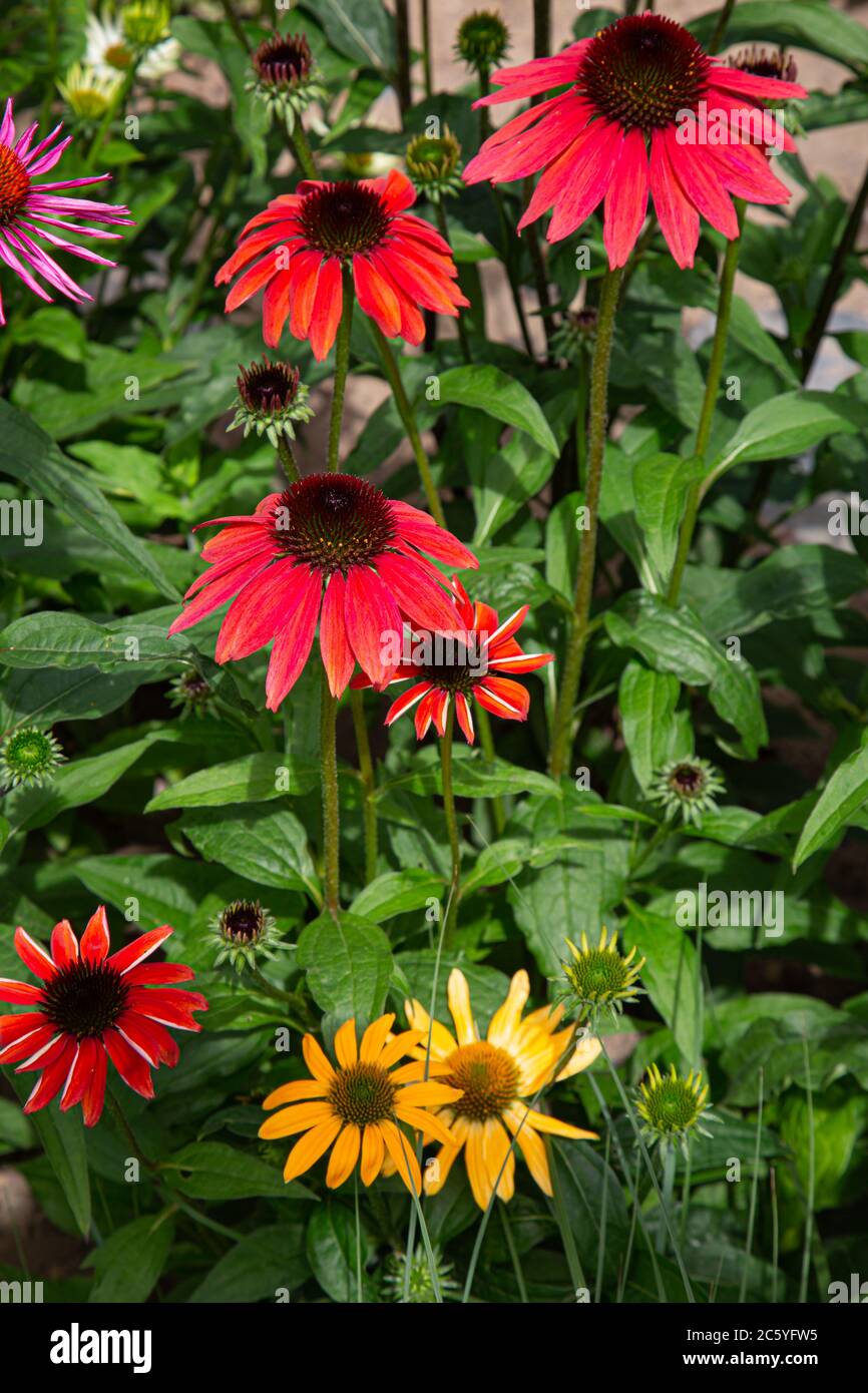 coneflowers (Echinacea) in different colours Stock Photo - Alamy