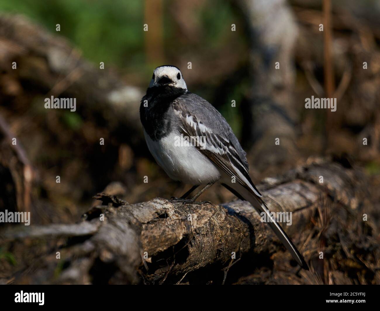 White wagtail in its natural enviroment in Denmark Stock Photo - Alamy