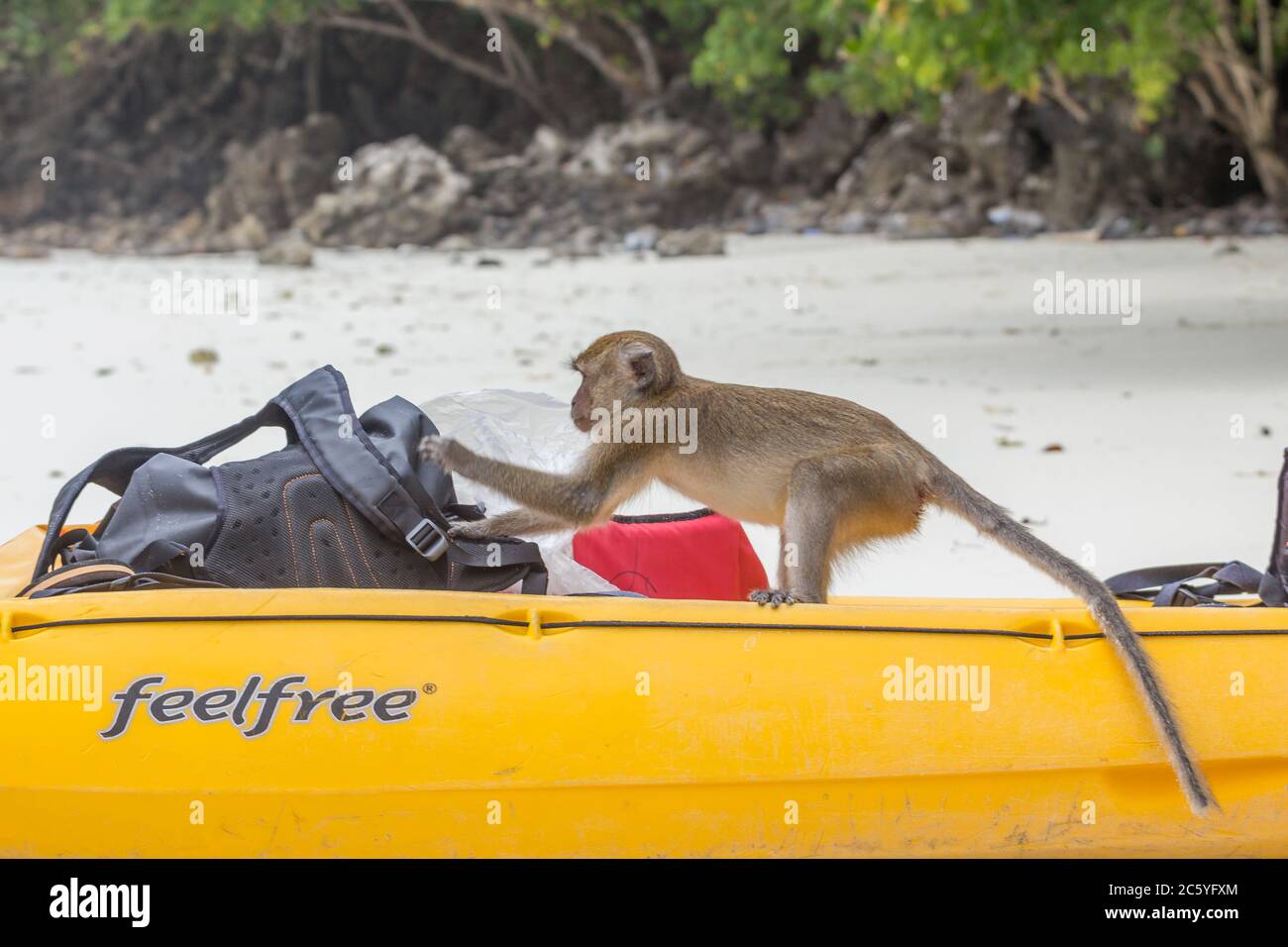 Macaque monkey thief hi-res stock photography and images - Alamy