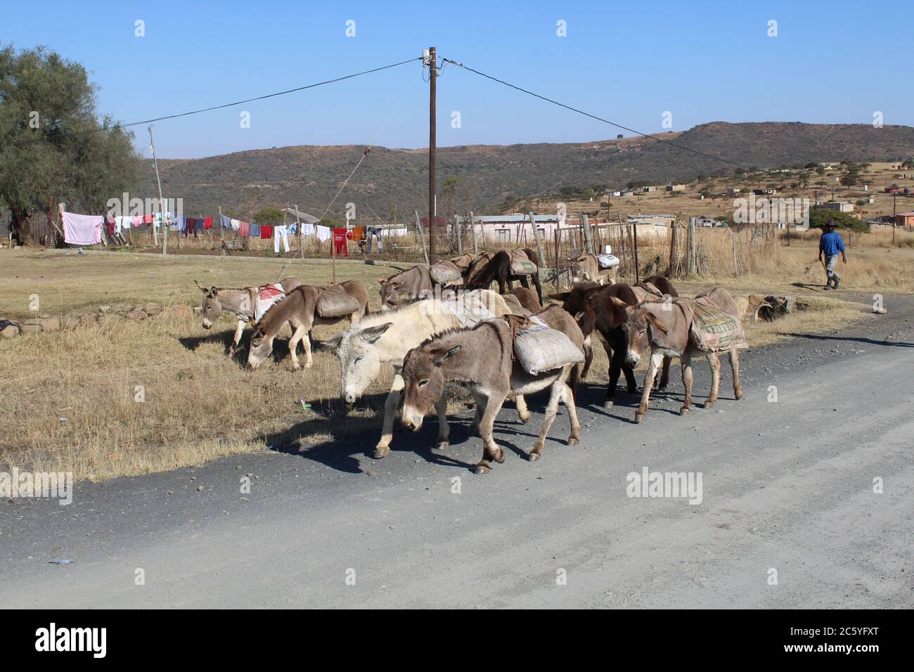 Hard working donkeys hi-res stock photography and images - Alamy
