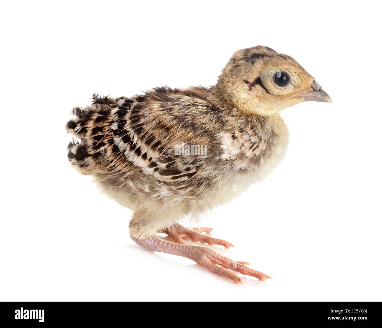 young pheasant in front of white background Stock Photo - Alamy