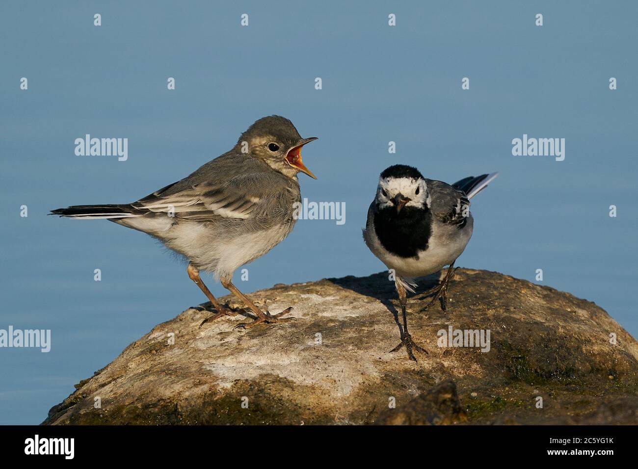 Juvenile white wagtail hi-res stock photography and images - Alamy