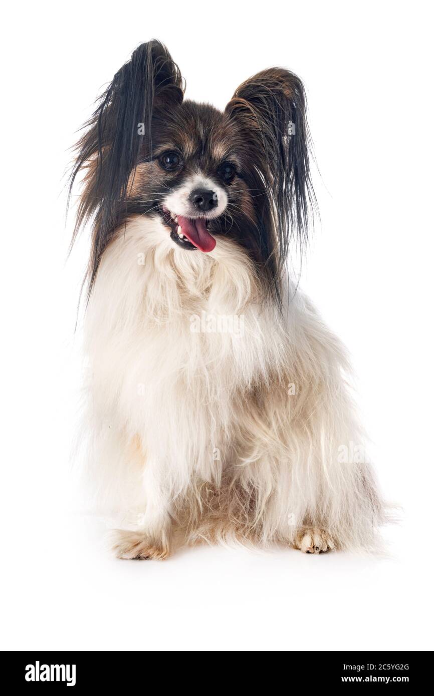 papillon dog in front of white background Stock Photo - Alamy